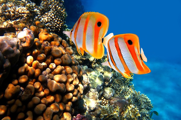 2026 Pomene SCUBA Diving Charters & Dive Centres, Mozambique